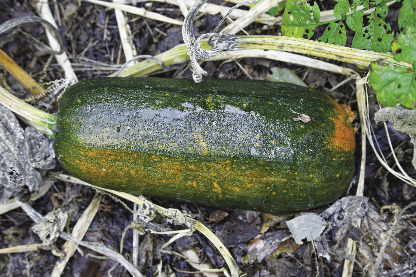 Beyond Basic Butternut: Other Squash Varieties to Try - Fine Gardening