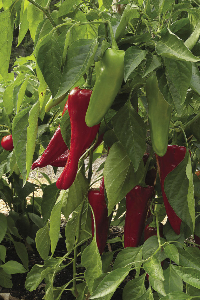 Easy-to-Grow Sweet Peppers - Fine Gardening