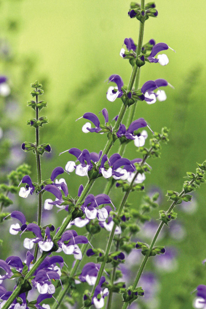 Salvias That Won’t Let You Down - Fine Gardening