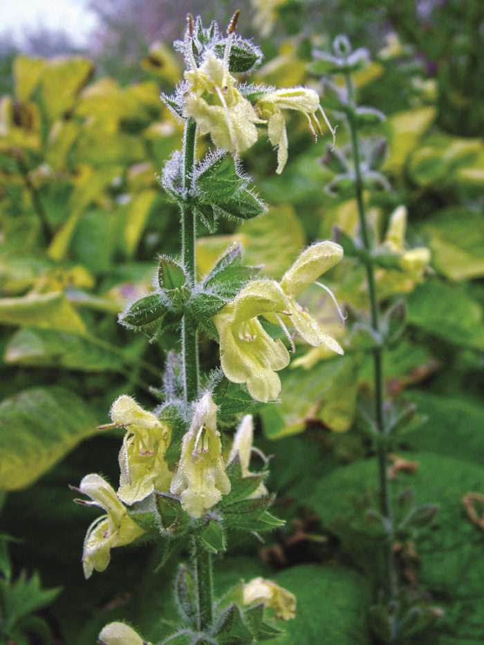 Salvias That Won’t Let You Down - FineGardening