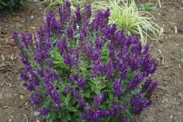 Salvias That Won’t Let You Down - Fine Gardening
