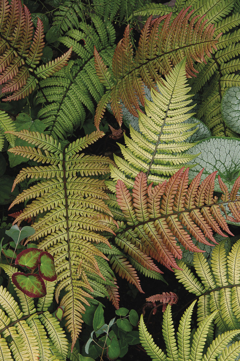 Beautiful and Unusual Fern Varieties for the Garden - Fine Gardening