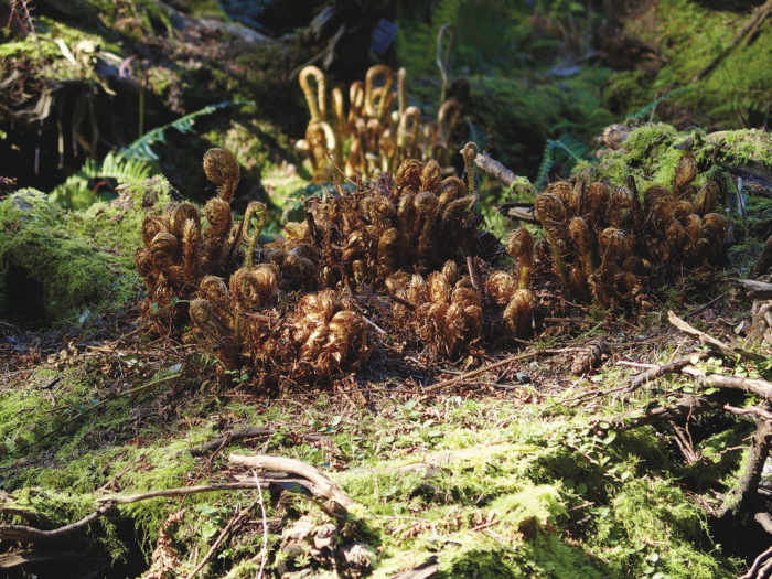 Beautiful and Unusual Fern Varieties for the Garden - Fine Gardening