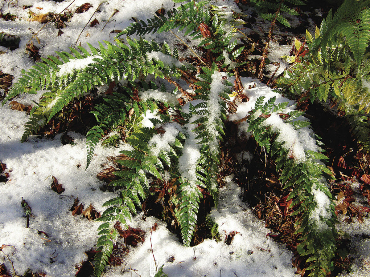 Beautiful and Unusual Fern Varieties for the Garden - Fine Gardening