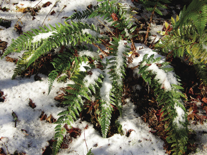 Beautiful and Unusual Fern Varieties for the Garden - Fine Gardening