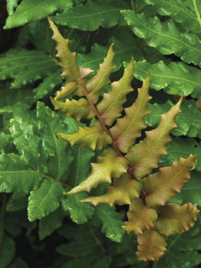 Beautiful and Unusual Fern Varieties for the Garden - Fine Gardening