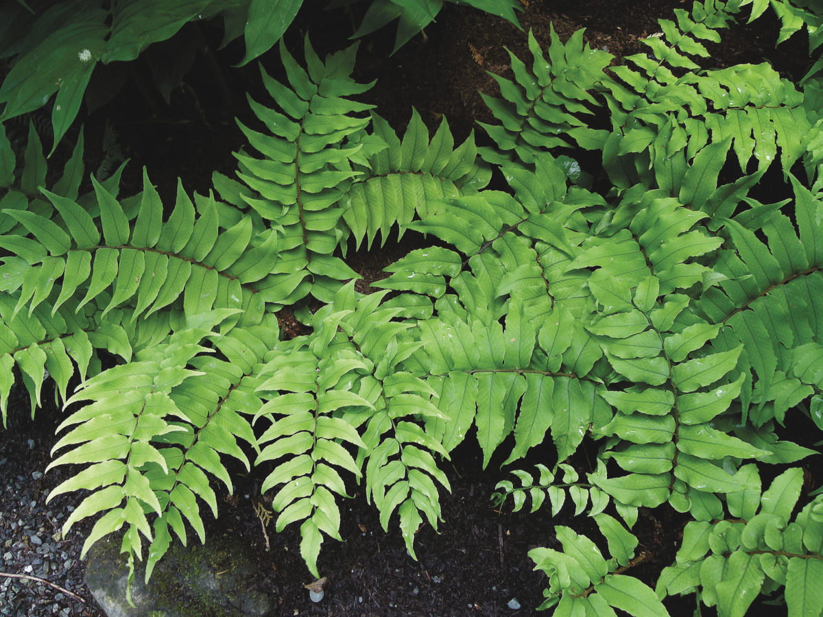 Beautiful and Unusual Fern Varieties for the Garden - Fine Gardening