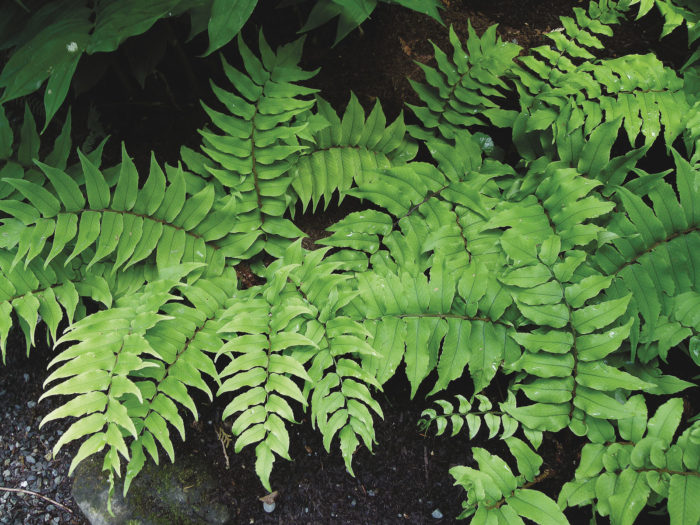 Beautiful and Unusual Fern Varieties for the Garden - Fine Gardening