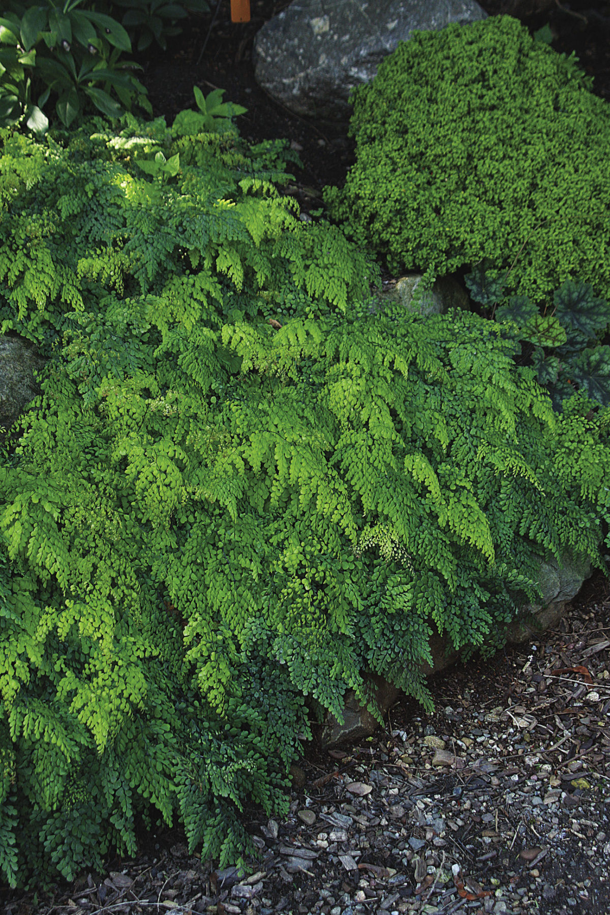 Beautiful and Unusual Fern Varieties for the Garden - Fine Gardening
