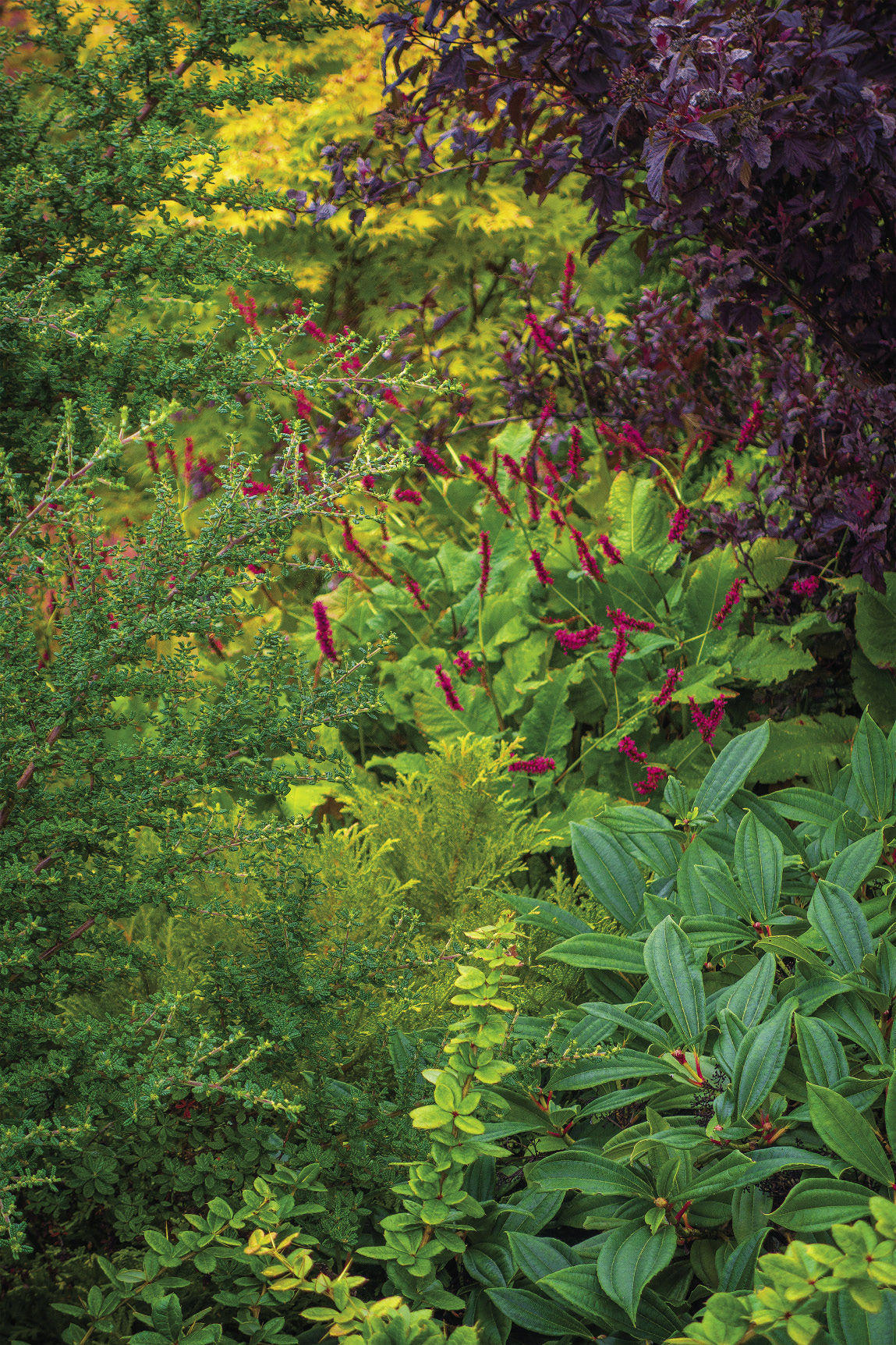 How to Use Red in the Garden - Fine Gardening