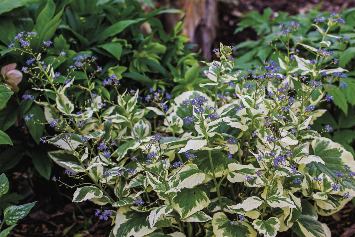 Guide to Growing Brunnera - Fine Gardening