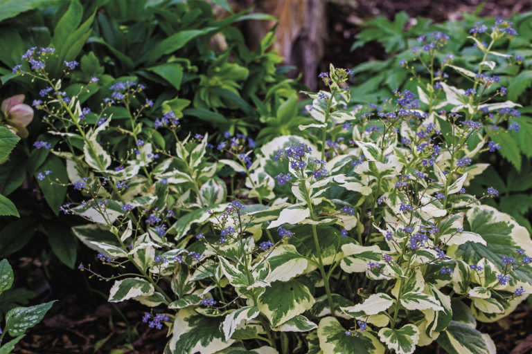 Guide to Growing Brunnera - Fine Gardening