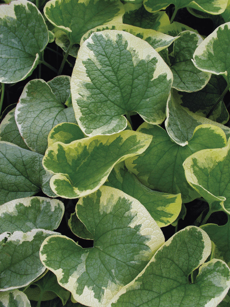 Guide to Growing Brunnera - Fine Gardening