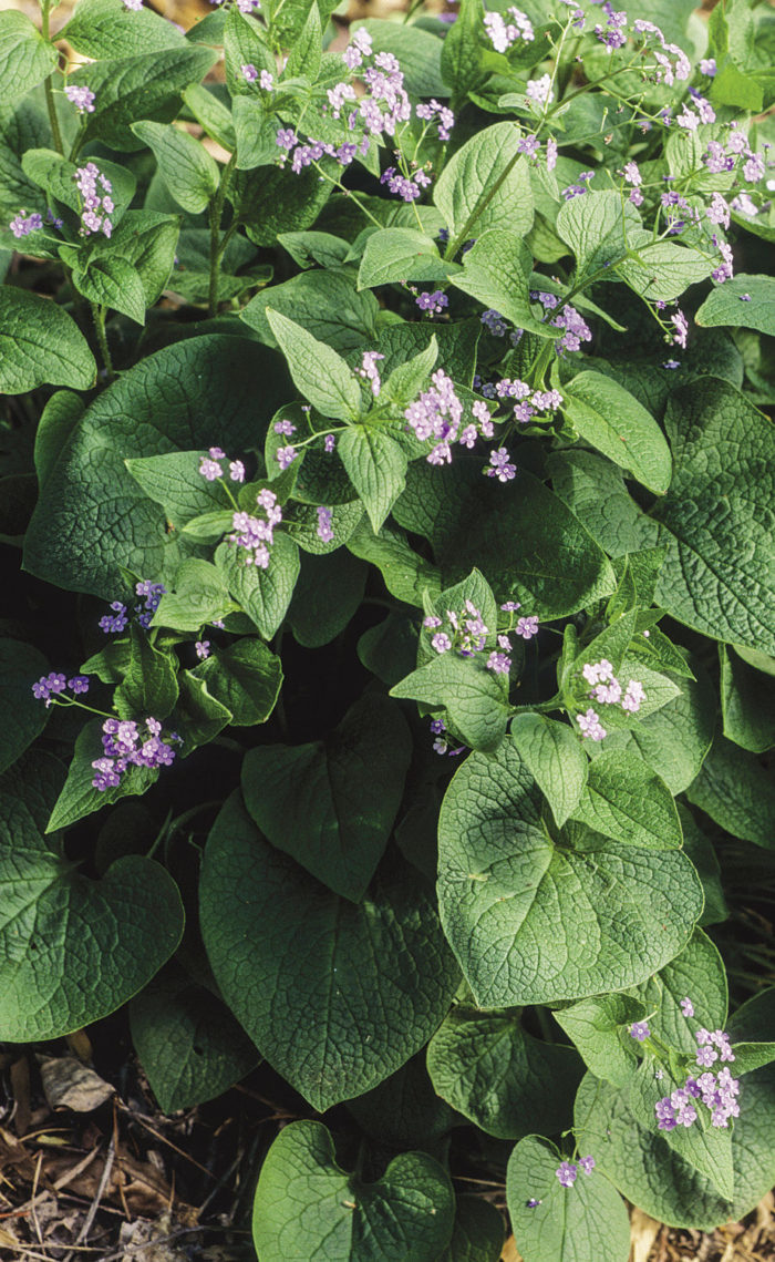 Guide to Growing Brunnera - Fine Gardening