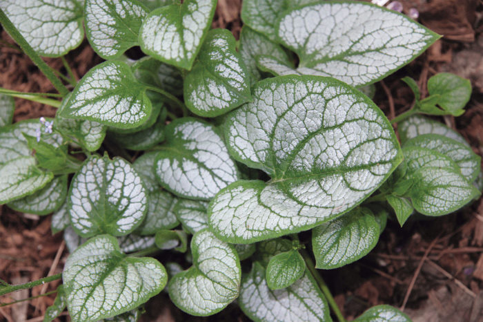 Guide to Growing Brunnera - Fine Gardening