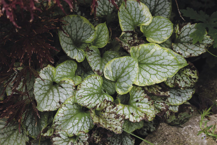 Guide to Growing Brunnera - Fine Gardening