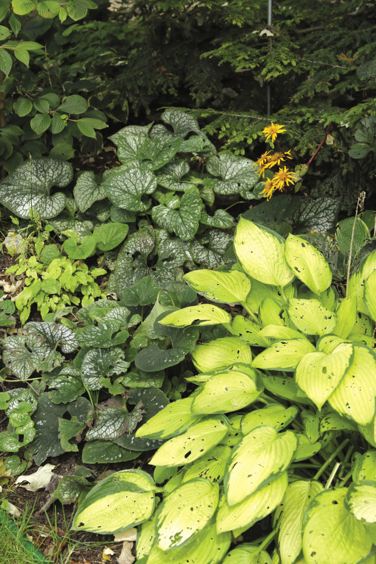 Guide to Growing Brunnera - Fine Gardening