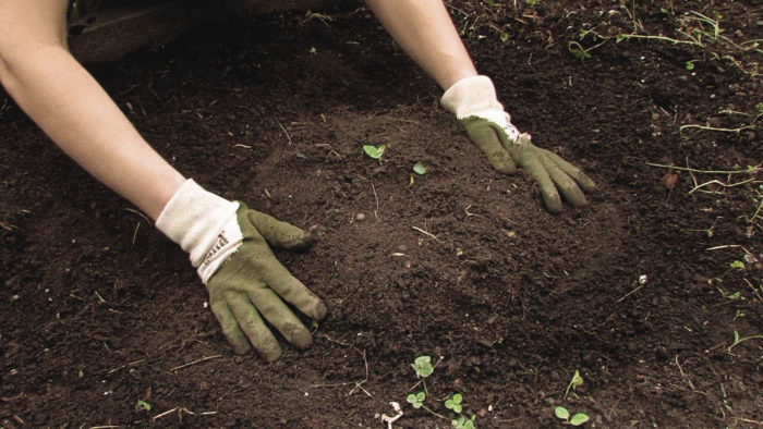 How to Grow the Best Watermelon From Seed - Fine Gardening