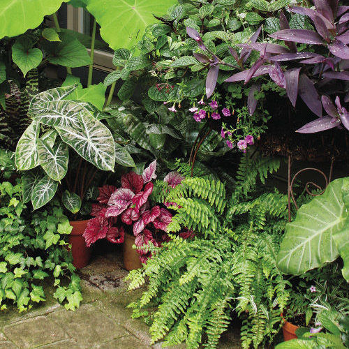 Designing a Lush Backyard Retreat - Fine Gardening