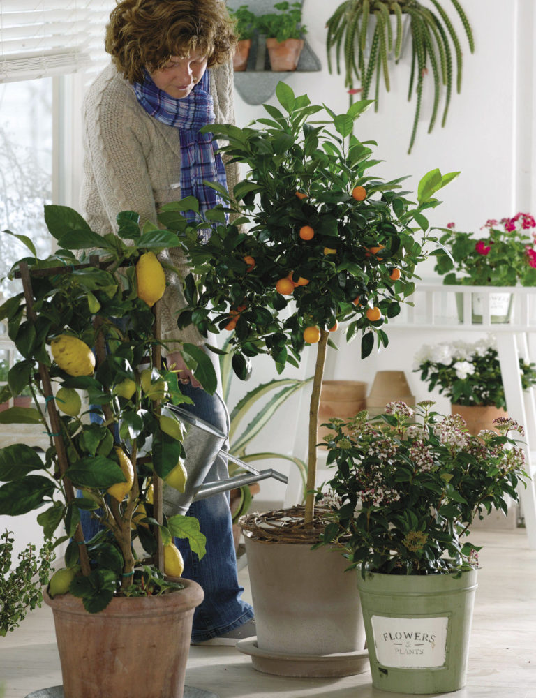 Growing Citrus in Pots - Fine Gardening