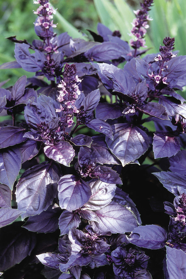 Unique Varieties of Common Herbs - FineGardening