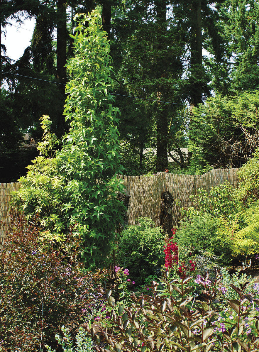 Exciting Vertical Plants That Pack a Punch - Fine Gardening