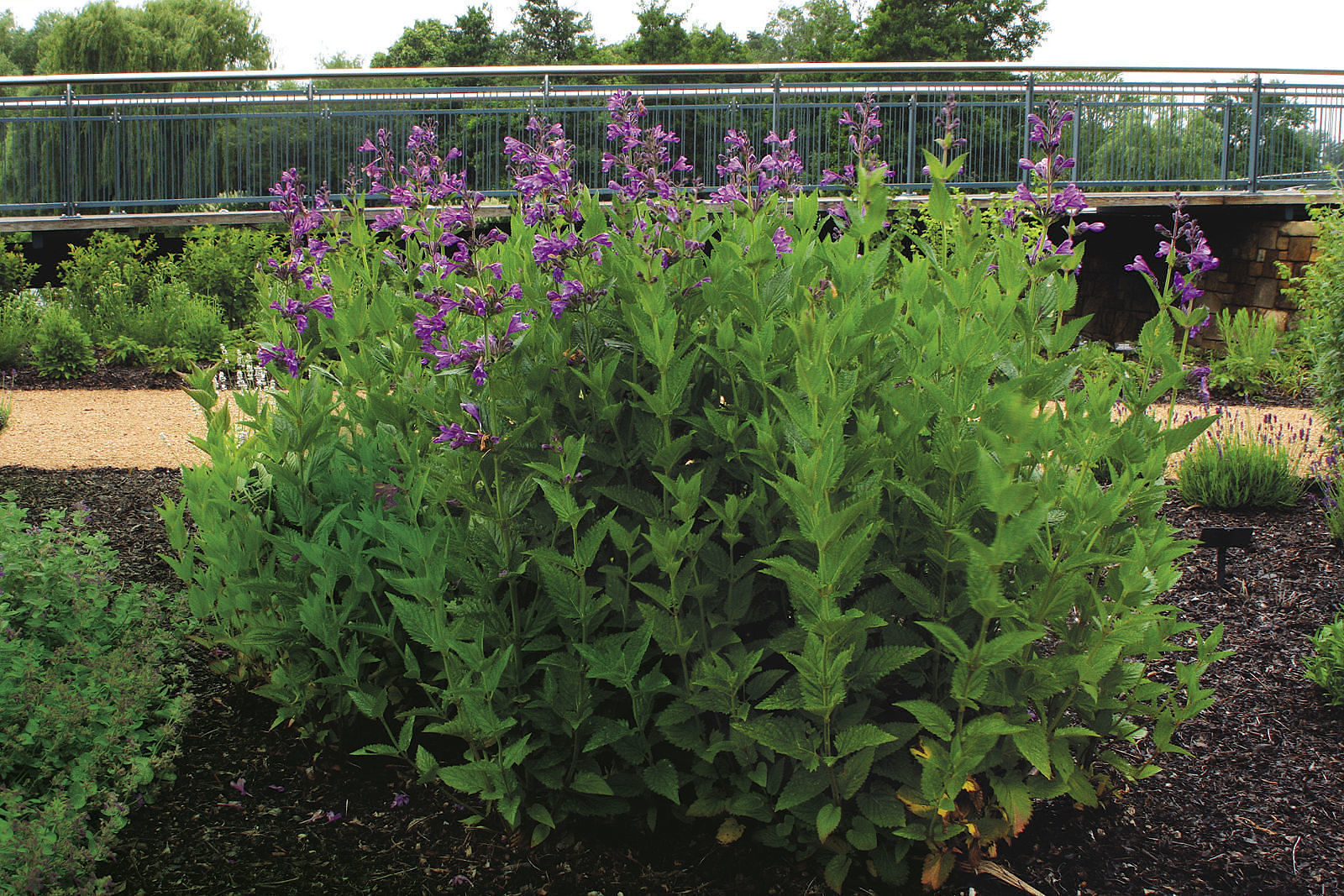 All About Growing Catmint - Plant Trial Results - Fine Gardening