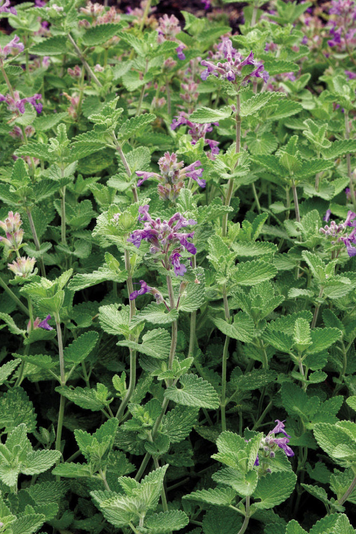 All About Growing Catmint - Plant Trial Results - Fine Gardening