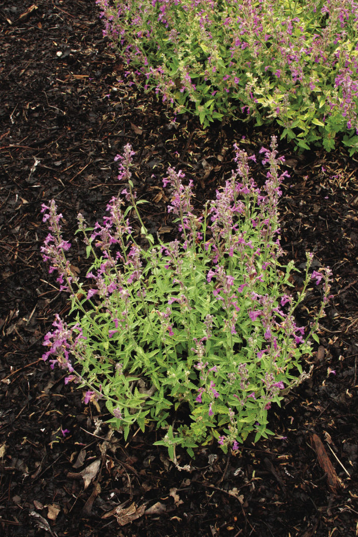 All About Growing Catmint - Plant Trial Results - Fine Gardening
