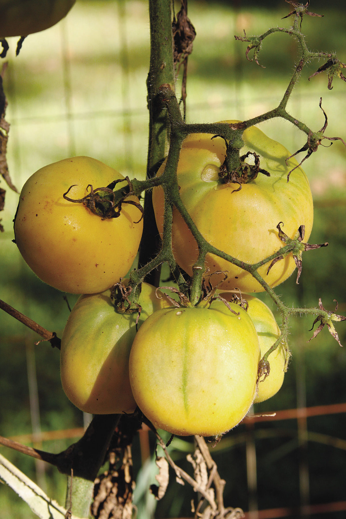 What’s Wrong With Your Tomatoes? - Fine Gardening