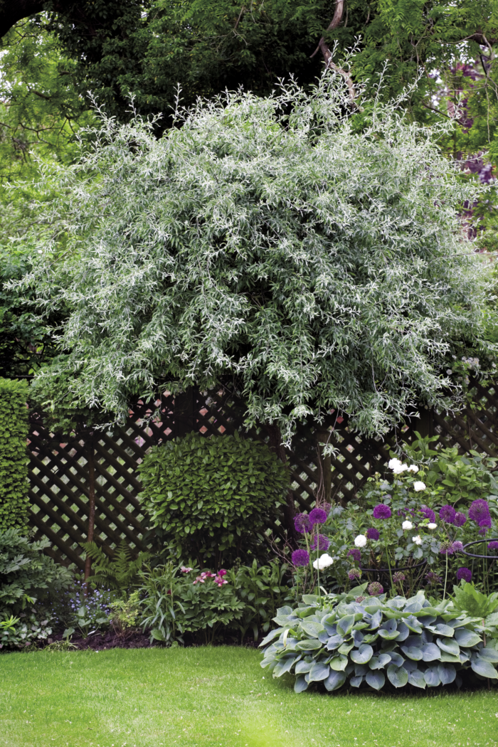 Small Trees That Like Shade - Fine Gardening
