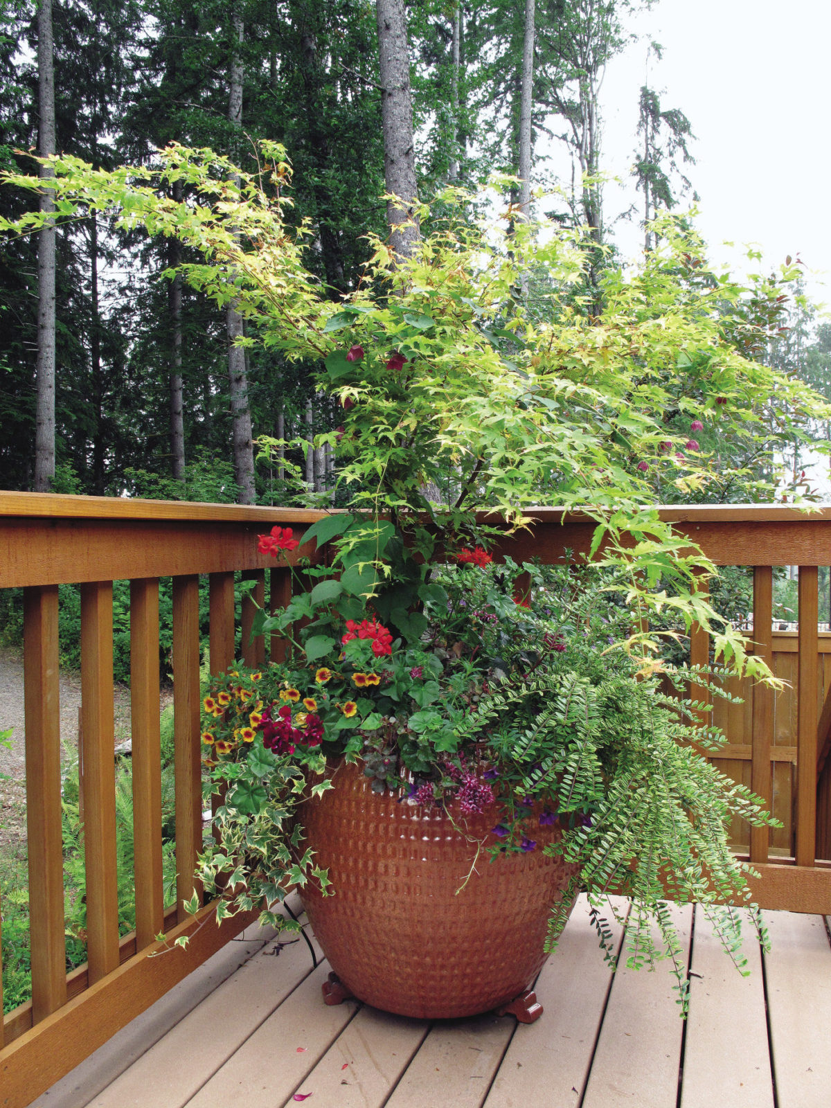 Small Trees That Like Shade - Fine Gardening