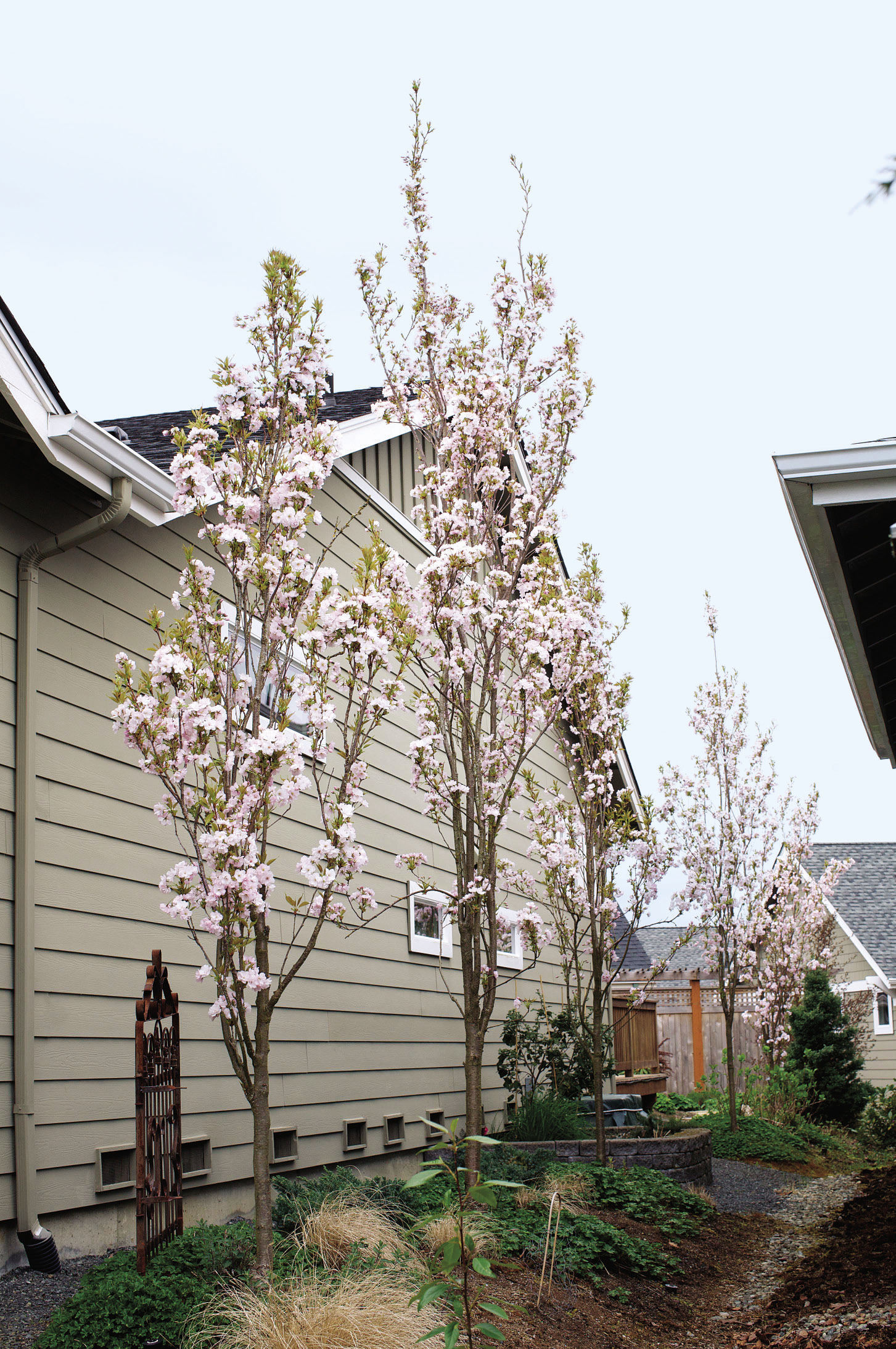 Small Trees That Like Shade - Fine Gardening