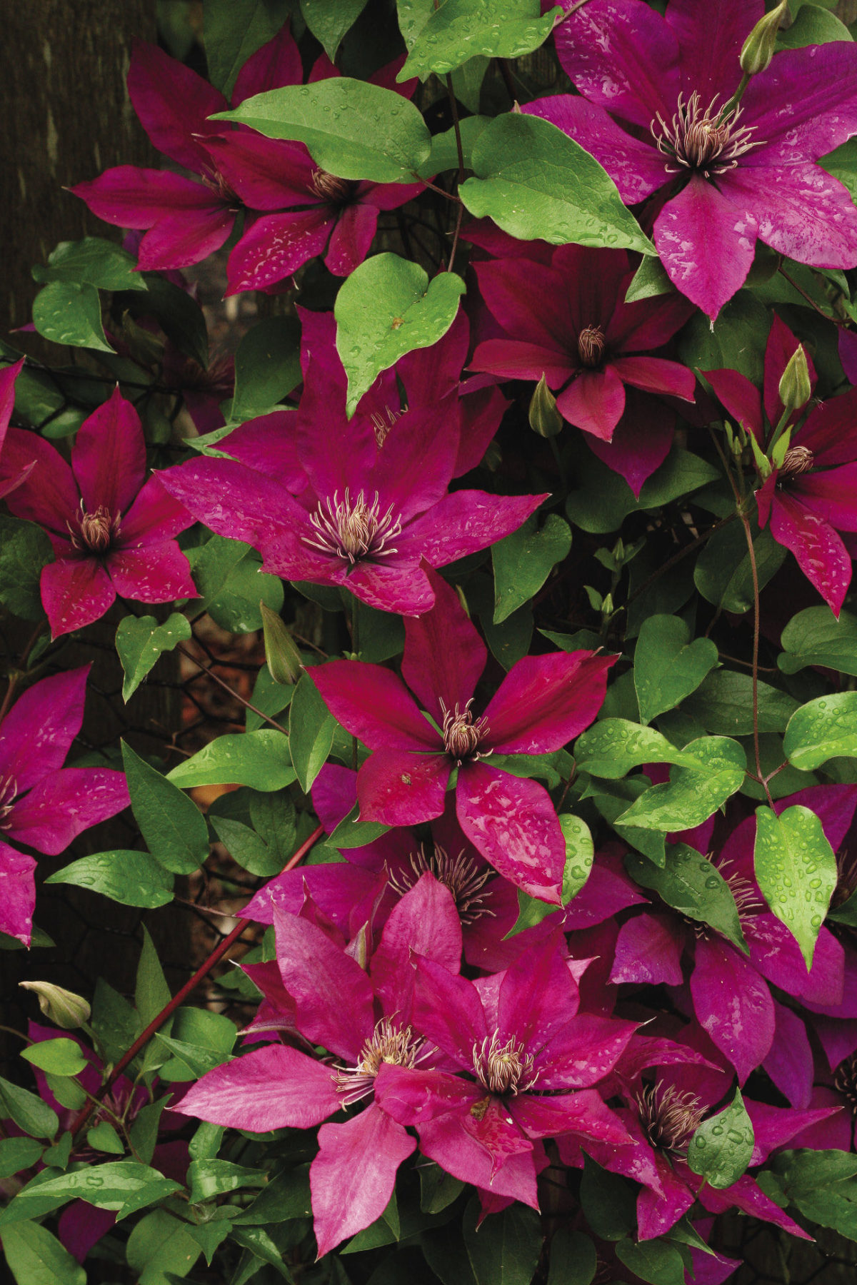 The Best Big Blooming Clematis - Fine Gardening