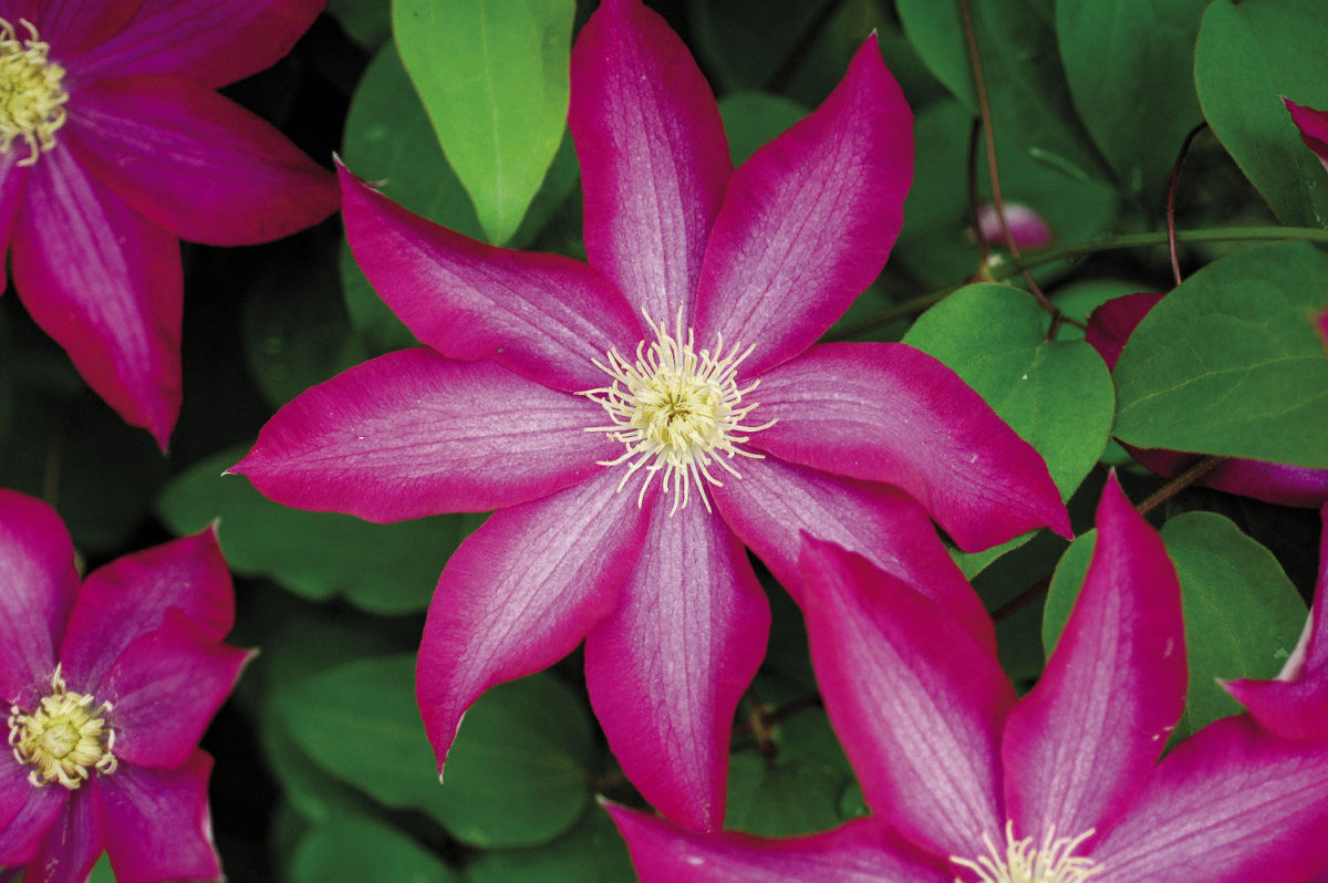 The Best Big Blooming Clematis - Fine Gardening