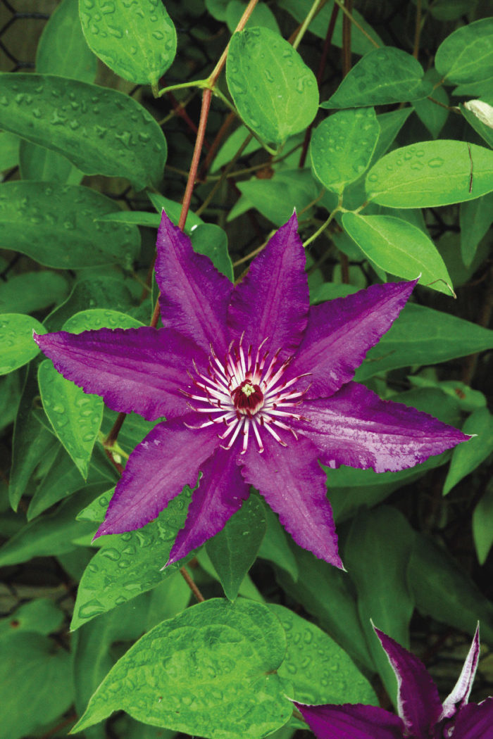 The Best Big Blooming Clematis - Fine Gardening