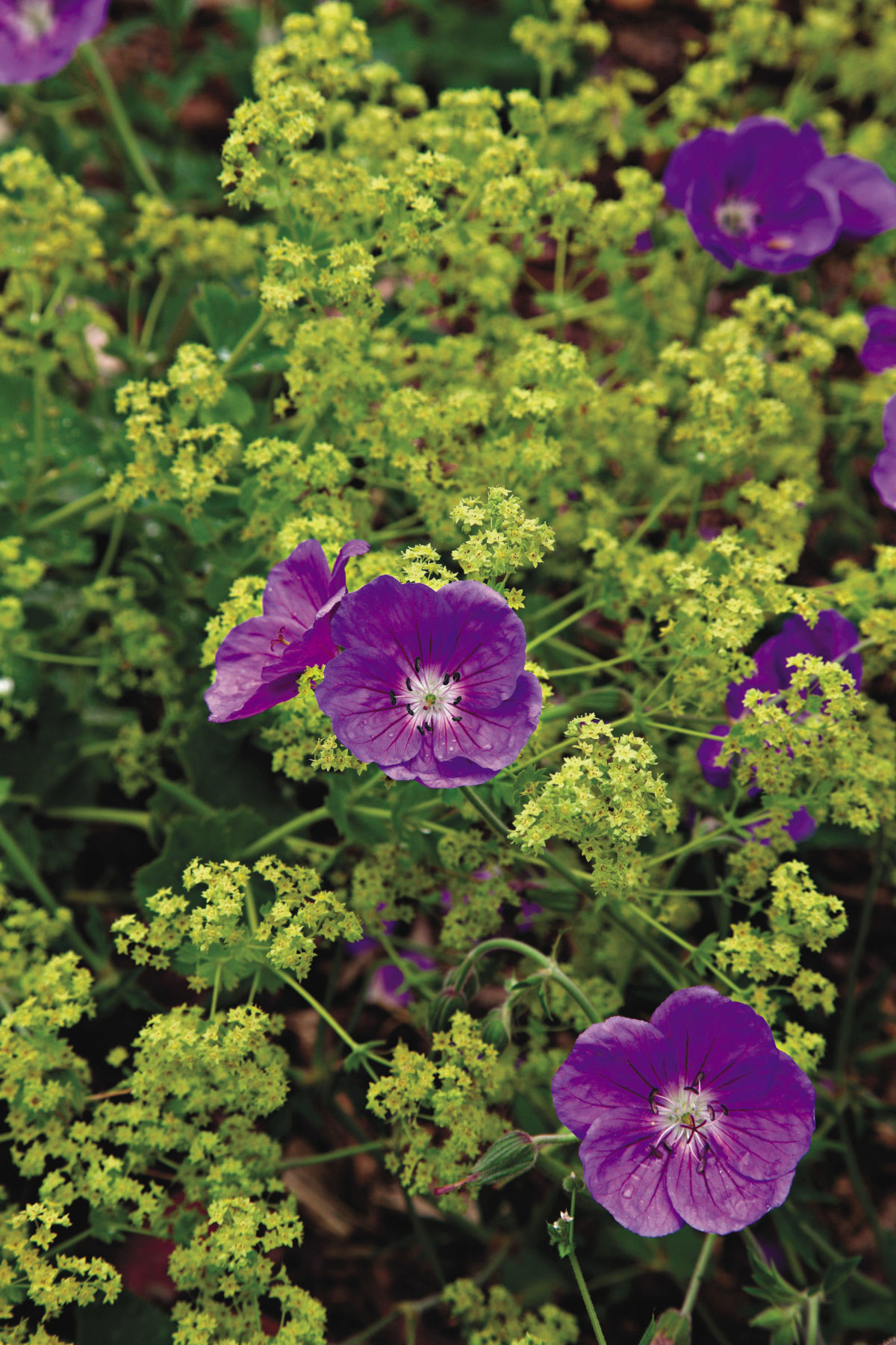Geraniums: The Best of the Best - Fine Gardening