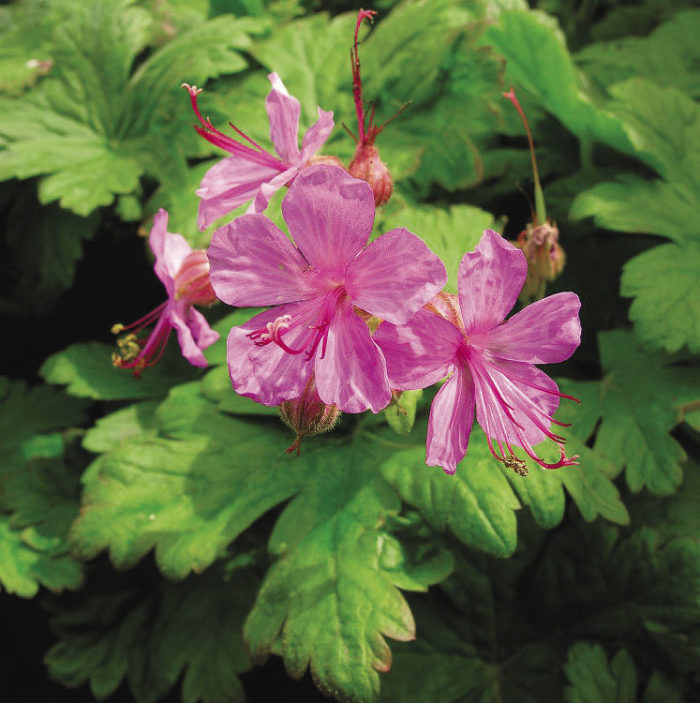 Geraniums: The Best of the Best - Fine Gardening
