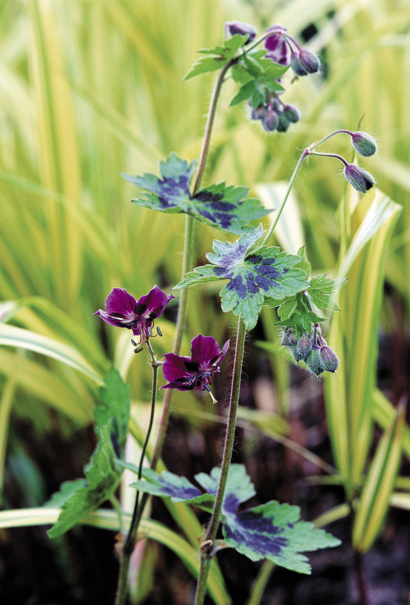 Geraniums: The Best of the Best - Fine Gardening