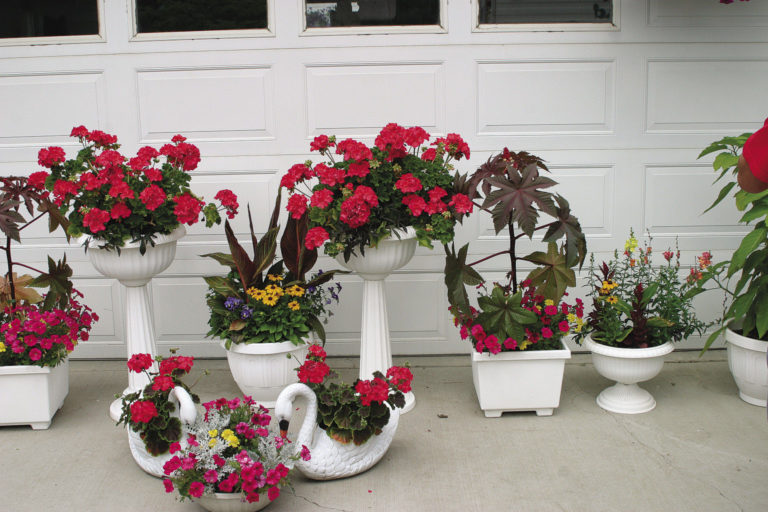 Geraniums: The Best of the Best - Fine Gardening
