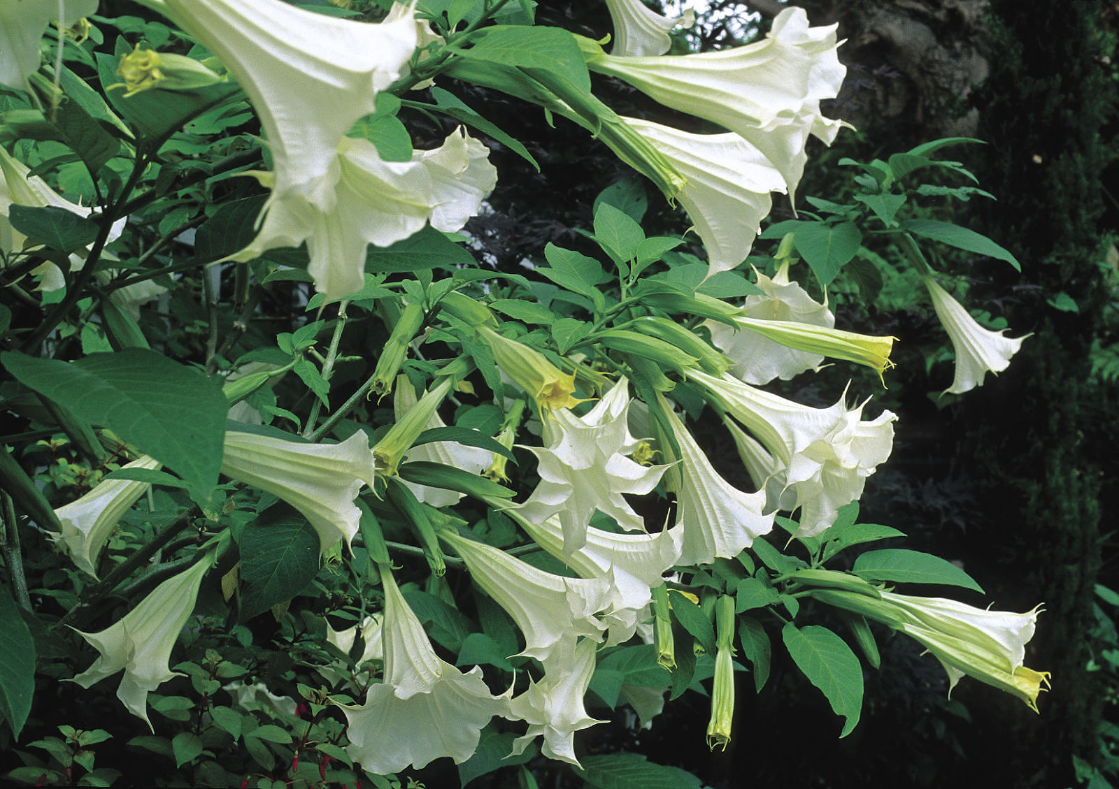 Angels’ Trumpets: Big Blooms with Unbeatable Fragrance - Fine Gardening