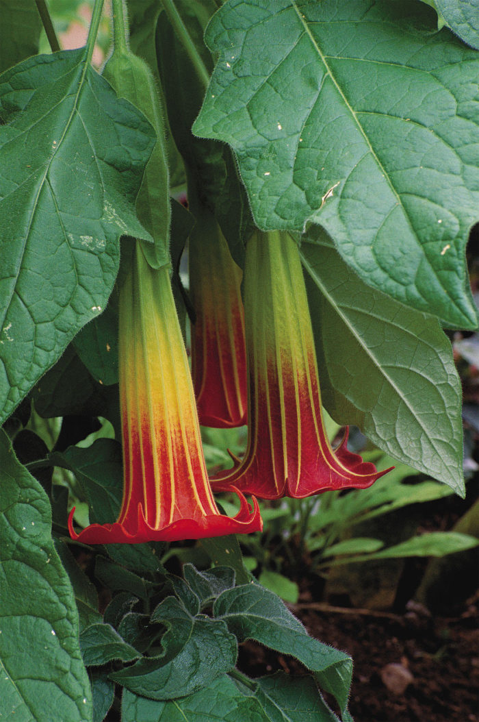 Angels’ Trumpets: Big Blooms with Unbeatable Fragrance - Fine Gardening