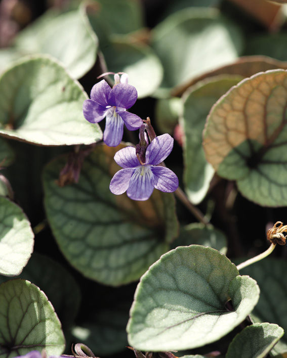 Cinderella Plants: Great Plants that Deserve Recognition - Fine Gardening