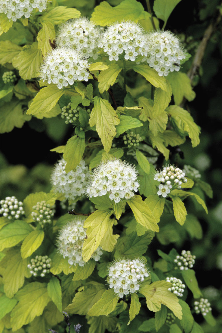 Chartreuse Foliage Makes a Splash - Fine Gardening
