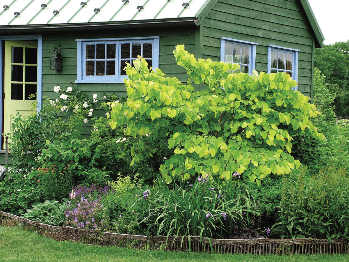 Chartreuse Foliage Makes a Splash - Fine Gardening