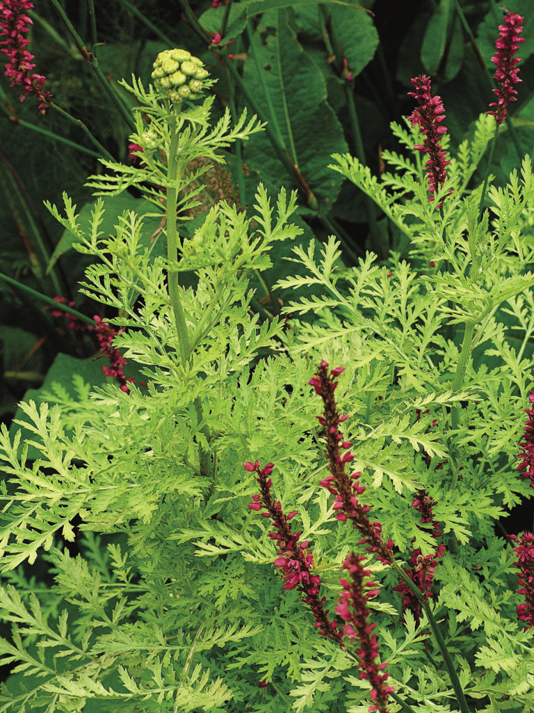 Chartreuse Foliage Makes a Splash - Fine Gardening