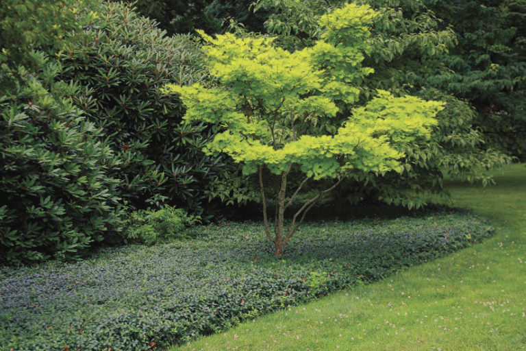 Chartreuse Foliage Makes a Splash - Fine Gardening