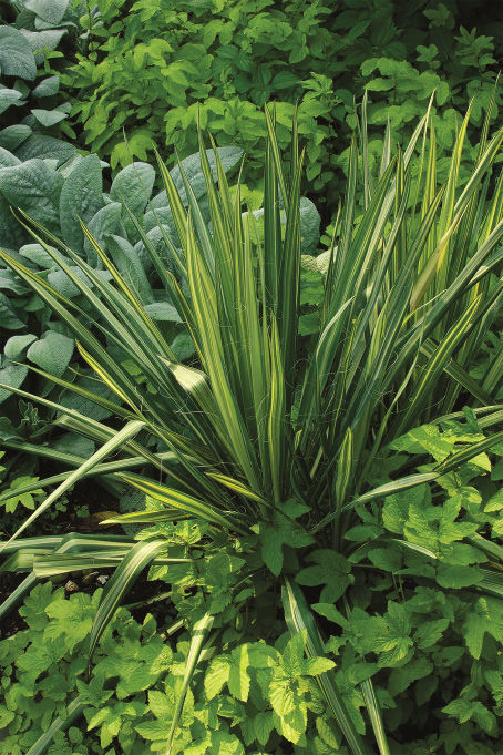 Chartreuse Foliage Makes a Splash - Fine Gardening