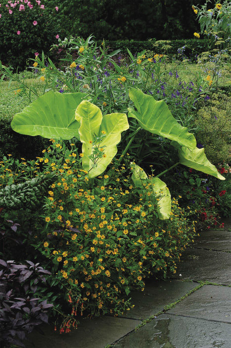 Chartreuse Foliage Makes a Splash - Fine Gardening