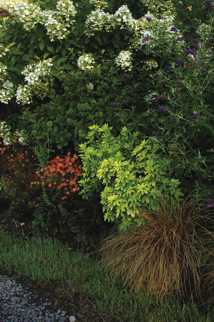 Chartreuse Foliage Makes a Splash - Fine Gardening